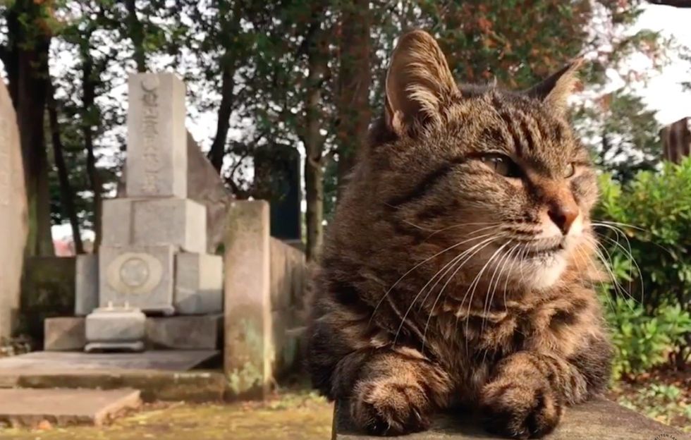 Dozens of Community Cats Guard Cemetery and Comfort Mourners for Years ...
