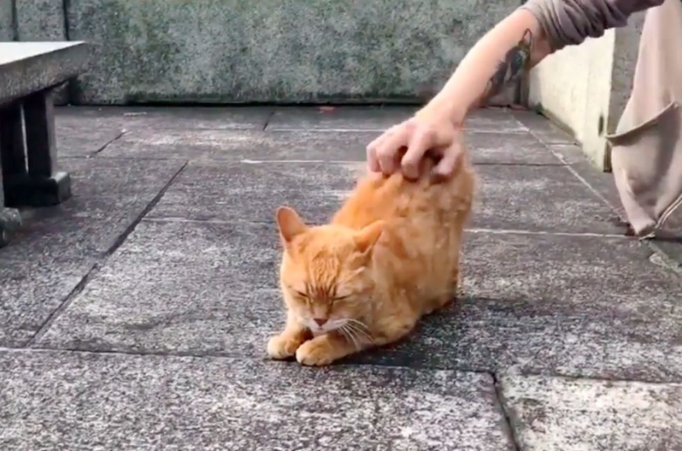 Dozens of Community Cats Guard Cemetery and Comfort Mourners for Years ...