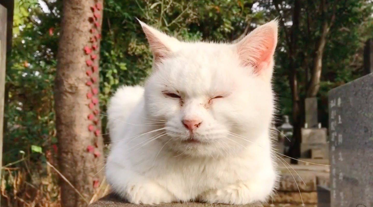 Dozens of Community Cats Guard Cemetery and Comfort Mourners for Years ...