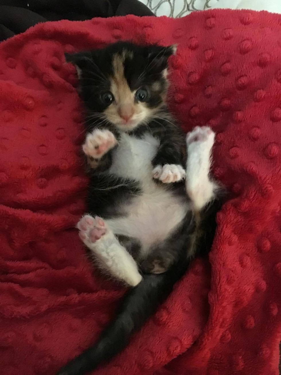 Orphaned Kitten Saved by Woman, Who is a Survivor Just Like Her - Love Meow