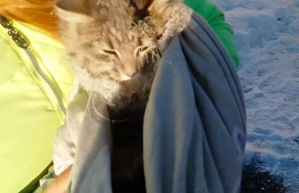 Couple Saves Cat Whose Paws Were Frozen In Ice During Deadly Weather ...