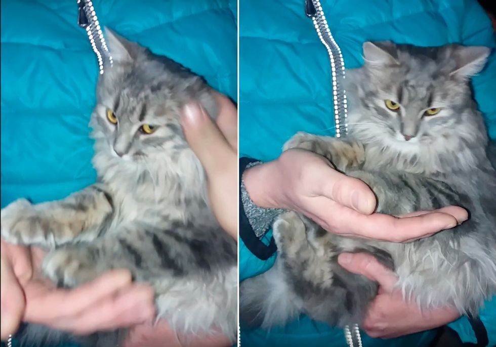Couple Saves Cat Whose Paws Were Frozen In Ice During Deadly Weather ...