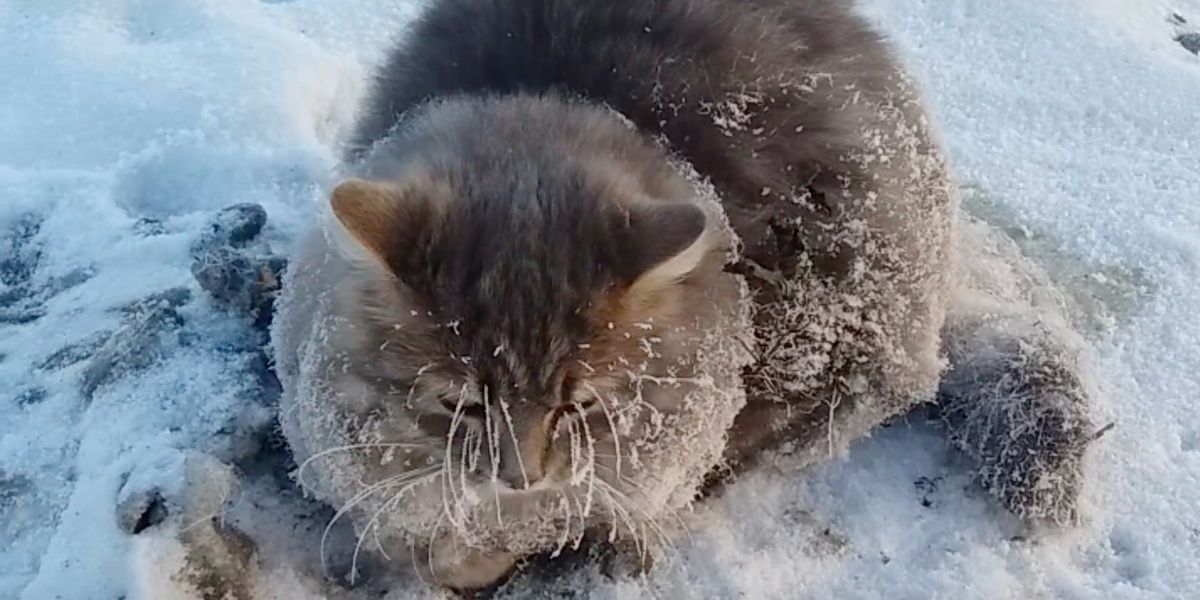 Couple Saves Cat Whose Paws Were Frozen In Ice During Deadly Weather ...