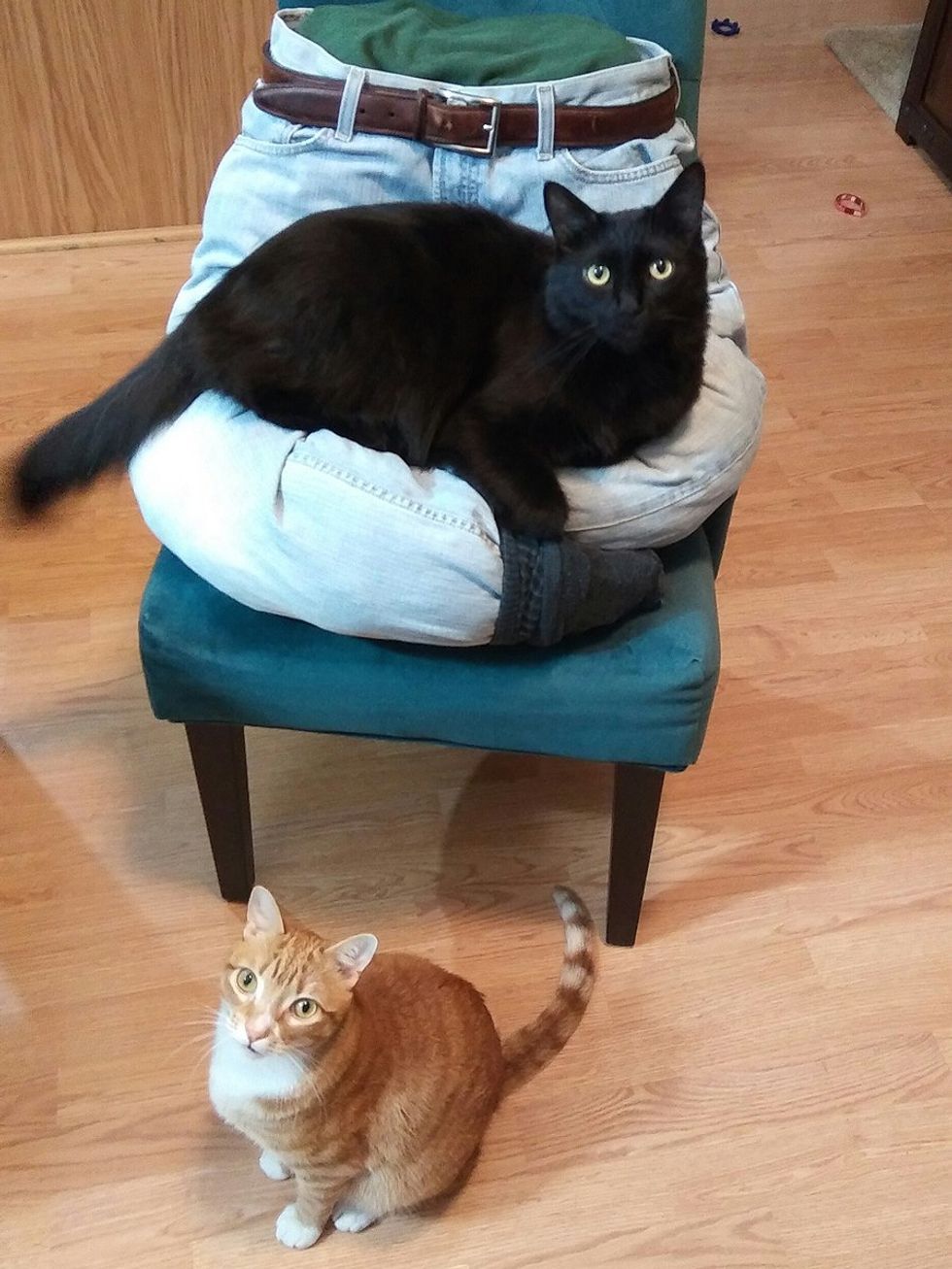 Man Came Up with 5 Brilliant Ideas to Keep His Cats Happy - Love Meow