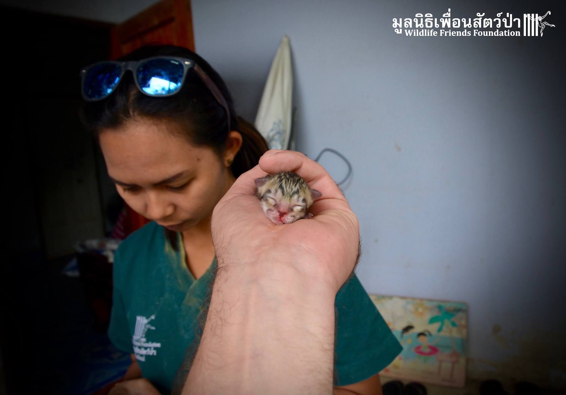 Family Finds Tiniest Kitten in Middle of Road, But He's Not What He ...