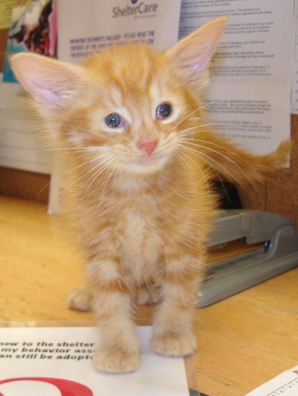 This Special Blind Cat Has 4 Ears and Ability to Touch Hearts - Love Meow