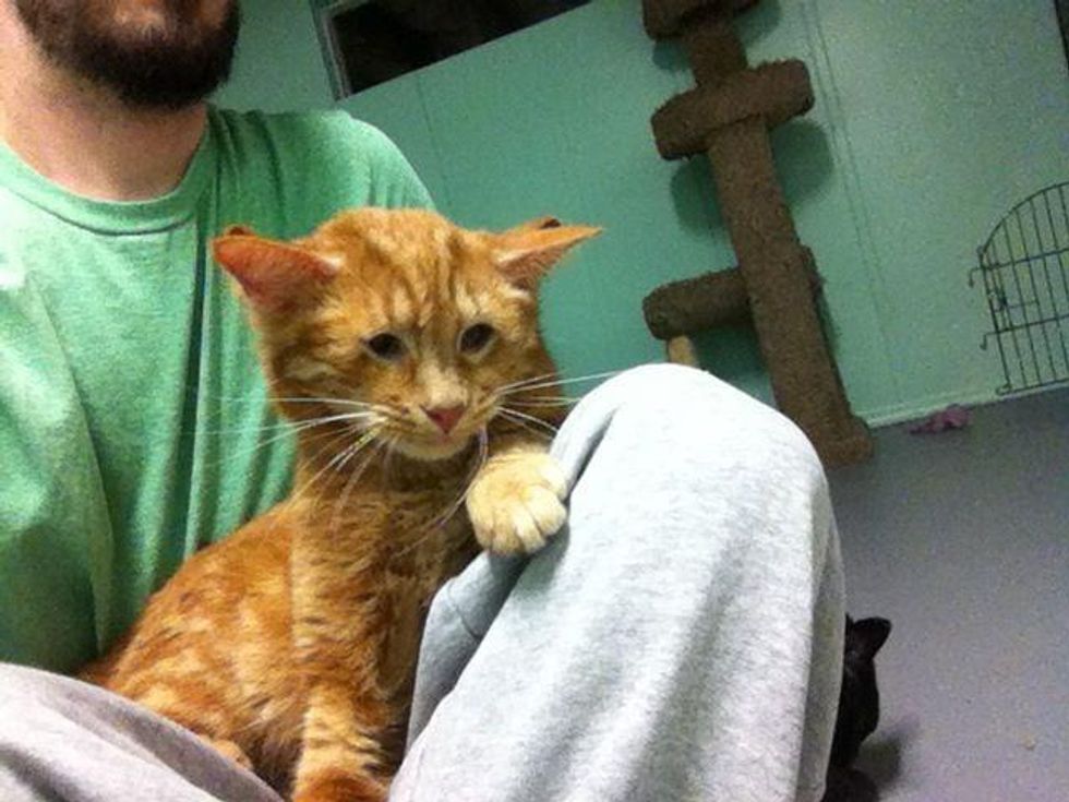 This Special Blind Cat Has 4 Ears and Ability to Touch Hearts - Love Meow