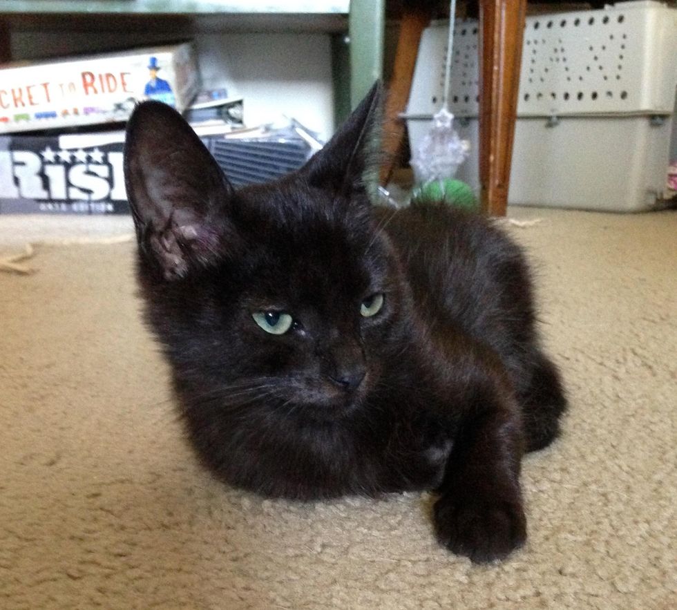 Woman Takes a Chance on Sad Stray Kitten, What a Difference a Few Days ...