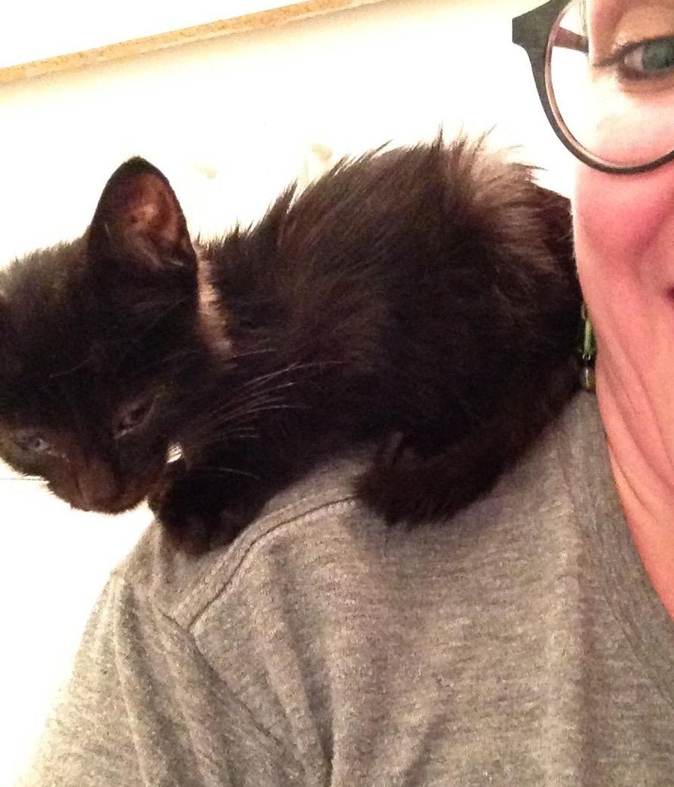 Woman Takes a Chance on Sad Stray Kitten, What a Difference a Few Days ...