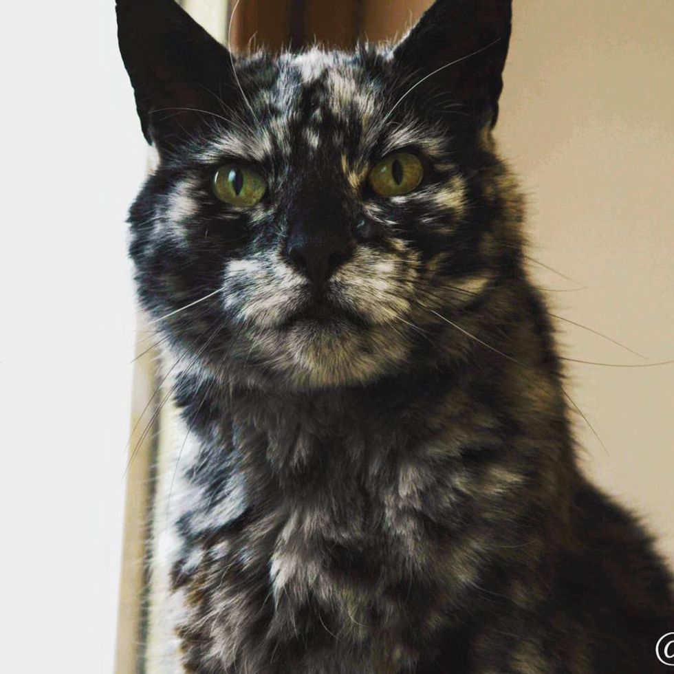 19 Year Old Cat Grows Snowflake Pattern from His Dark Black Coat Over a ...