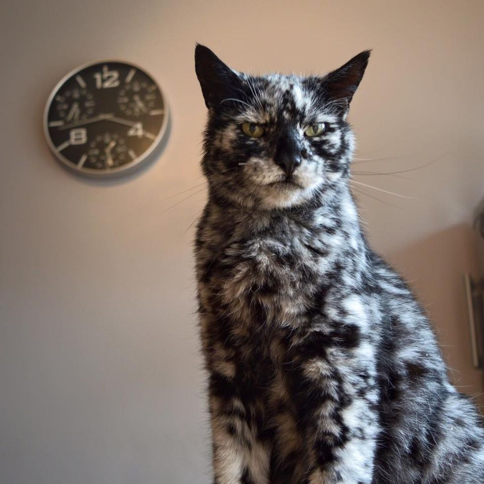 19 Year Old Cat Grows Snowflake Pattern from His Dark Black Coat Over a ...