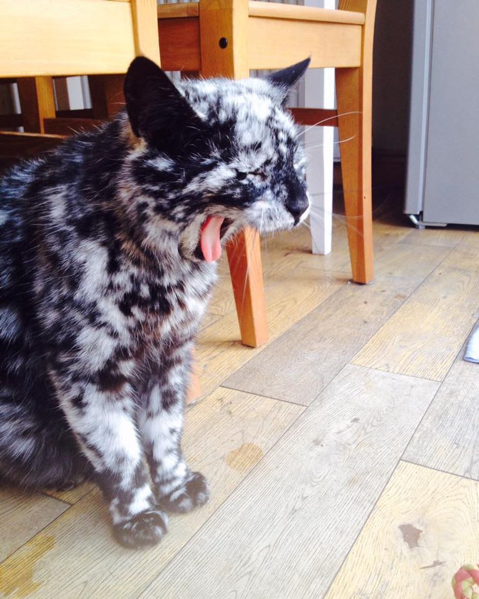 19 Year Old Cat Grows Snowflake Pattern from His Dark Black Coat Over a ...