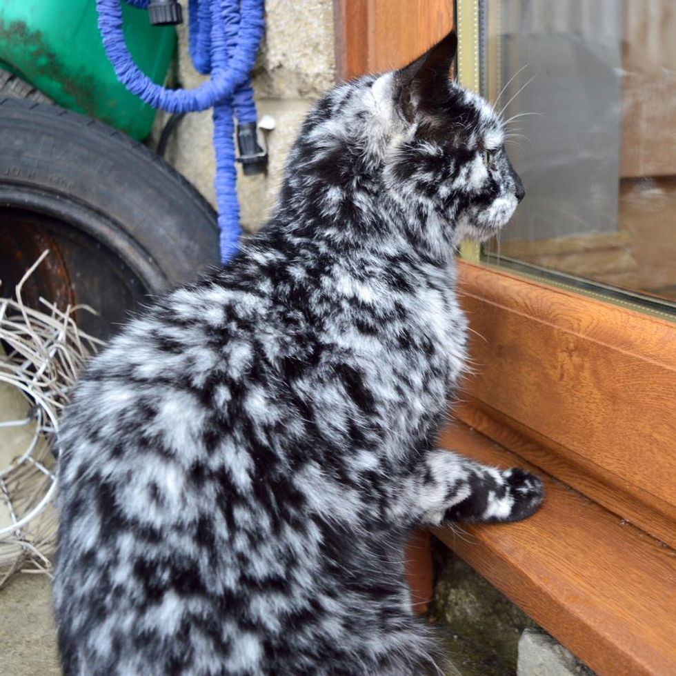 19 Year Old Cat Grows Snowflake Pattern from His Dark Black Coat Over a ...
