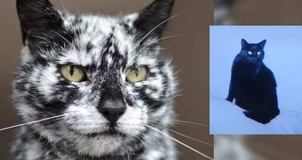 19 Year Old Cat Grows Snowflake Pattern from His Dark Black Coat Over a ...