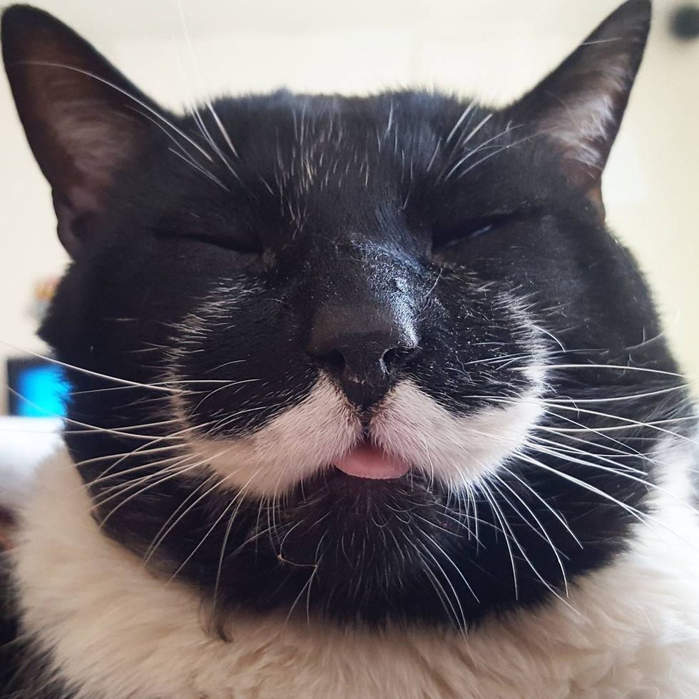 Man Finds Tuxedo Cat with Purrfect Stache and Gentle Heart - Love Meow