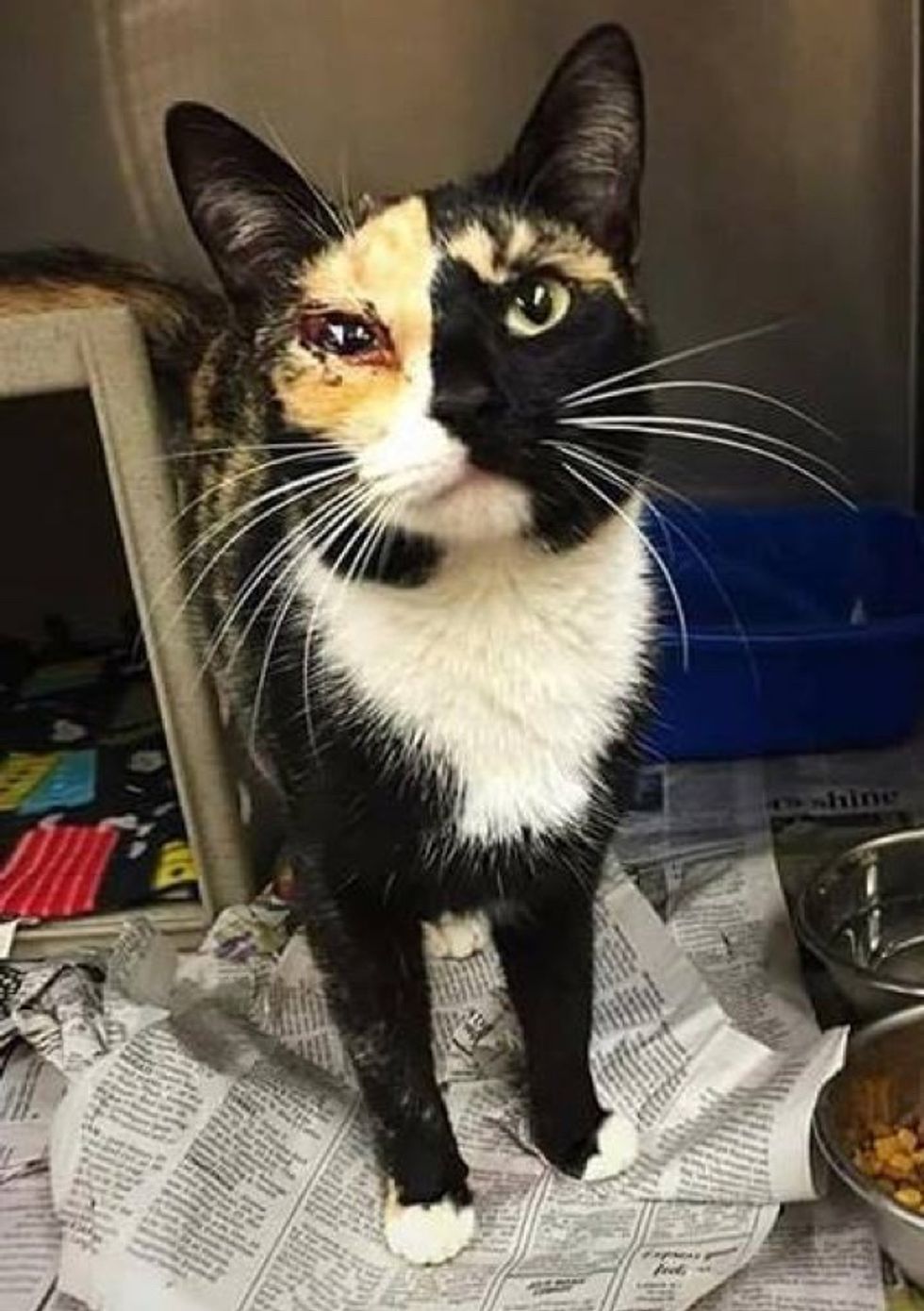 Calico Cat Shows Incredible Forgiveness After She Was Found Shot in Eye ...