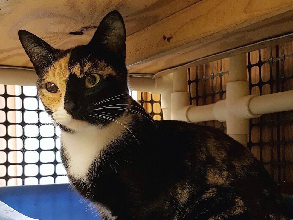 Calico Cat Shows Incredible Forgiveness After She Was Found Shot in Eye ...