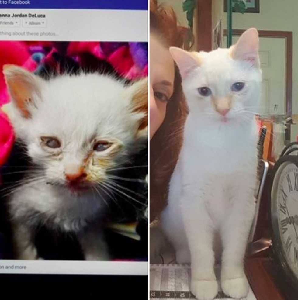 Tiny Kitten Rescued Off the Street, Feels Love for the First Time, The ...