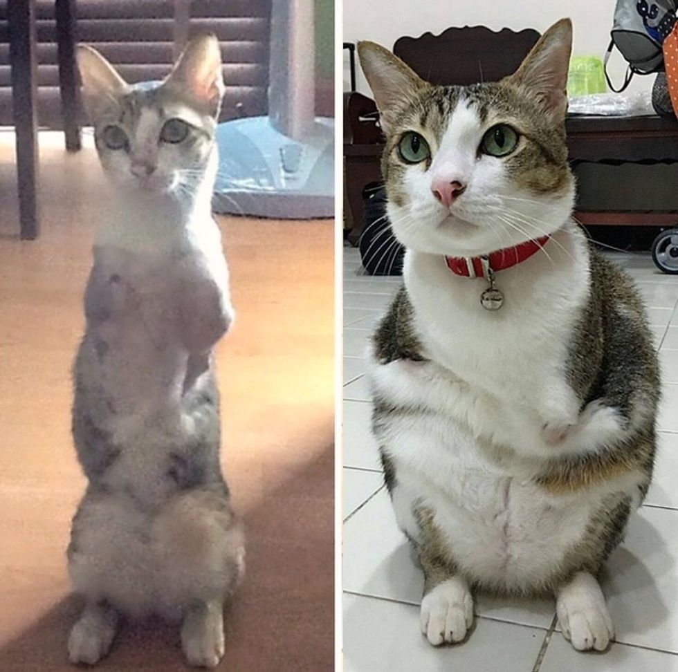 Cat with Only Two Back Legs Surprises Everyone With What He Can Do ...