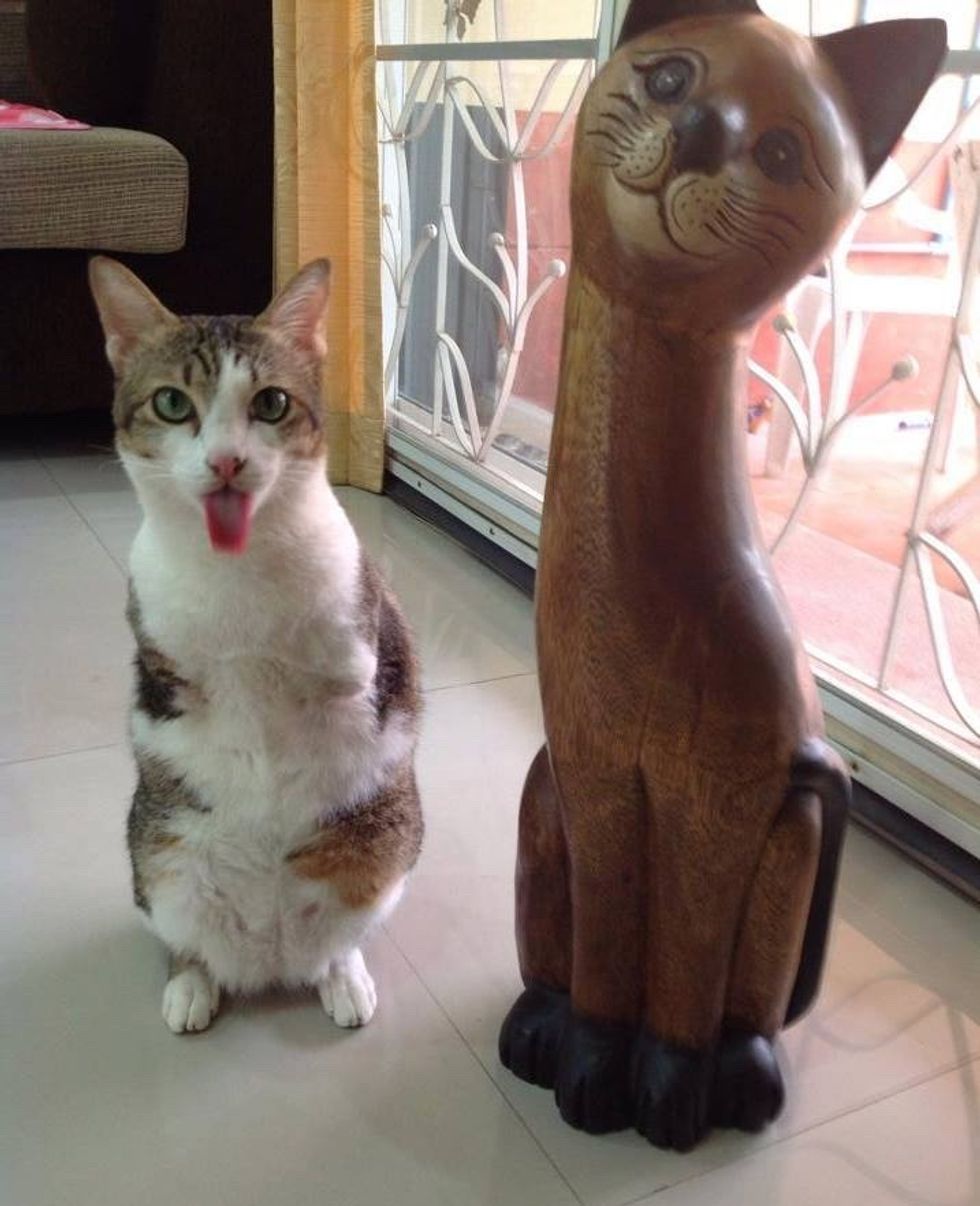 Cat with Only Two Back Legs Surprises Everyone With What He Can Do ...