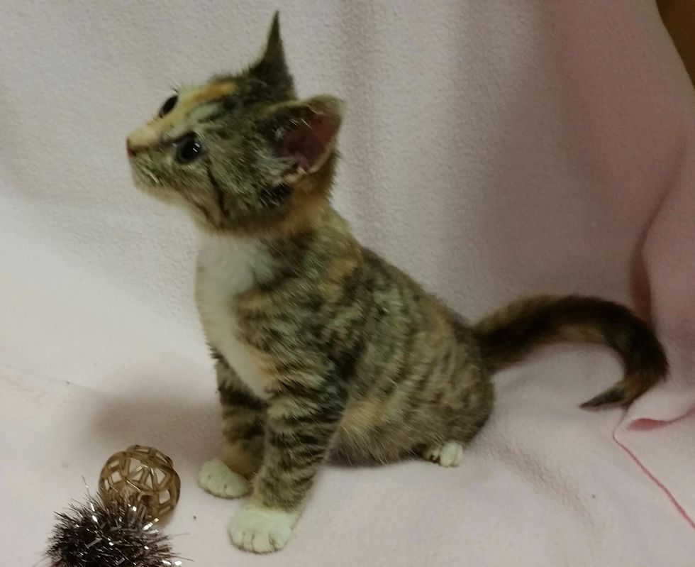 Micro Kitty Only 1/3 of Normal Size Tries to Grow Big, A Few Months ...