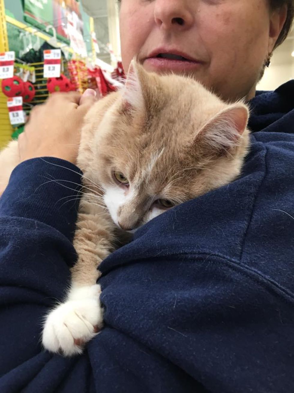 Rescue Cat So Happy to Be Adopted He Can't Stop Hugging His Human ...