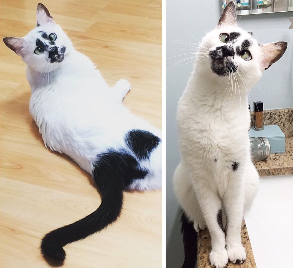 Stray Cat with Unique Face Begs Her Rescuer to Keep Her, Then and Now ...
