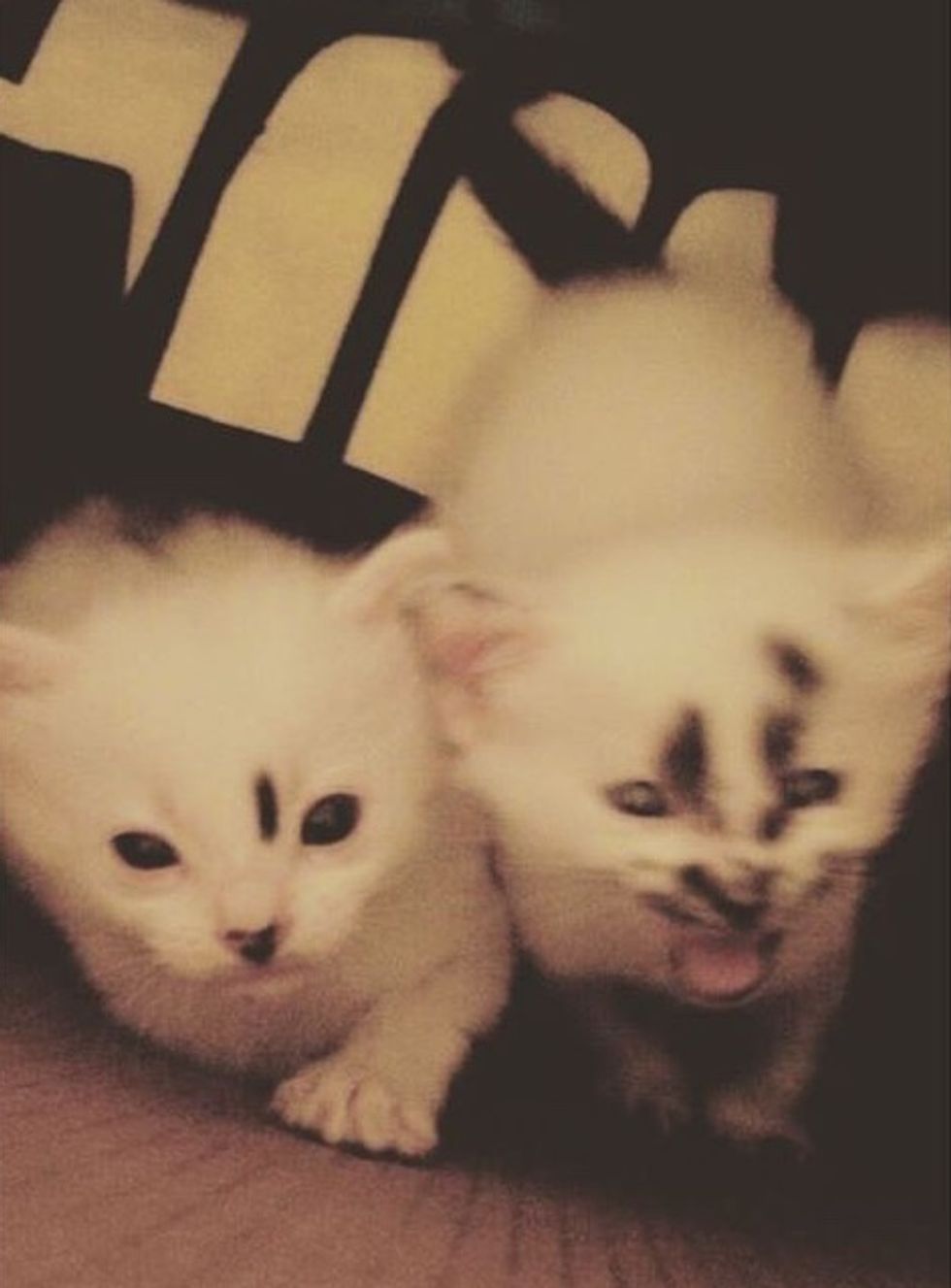 Stray Cat with Unique Face Begs Her Rescuer to Keep Her, Then and Now ...