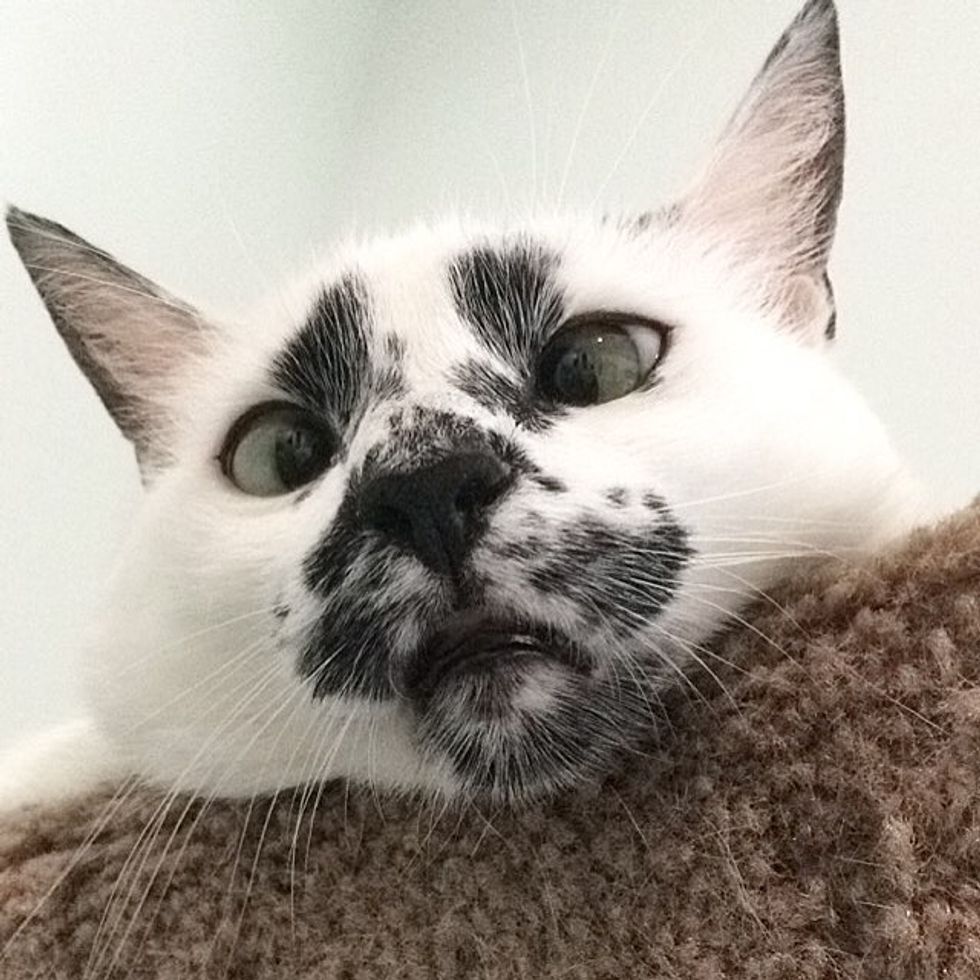 Stray Cat with Unique Face Begs Her Rescuer to Keep Her, Then and Now ...