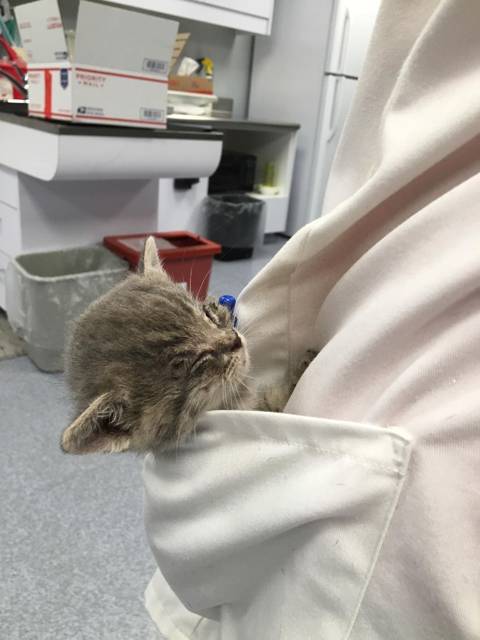 Special Kitten Given a Second Chance Can't Stop Cuddling - Love Meow