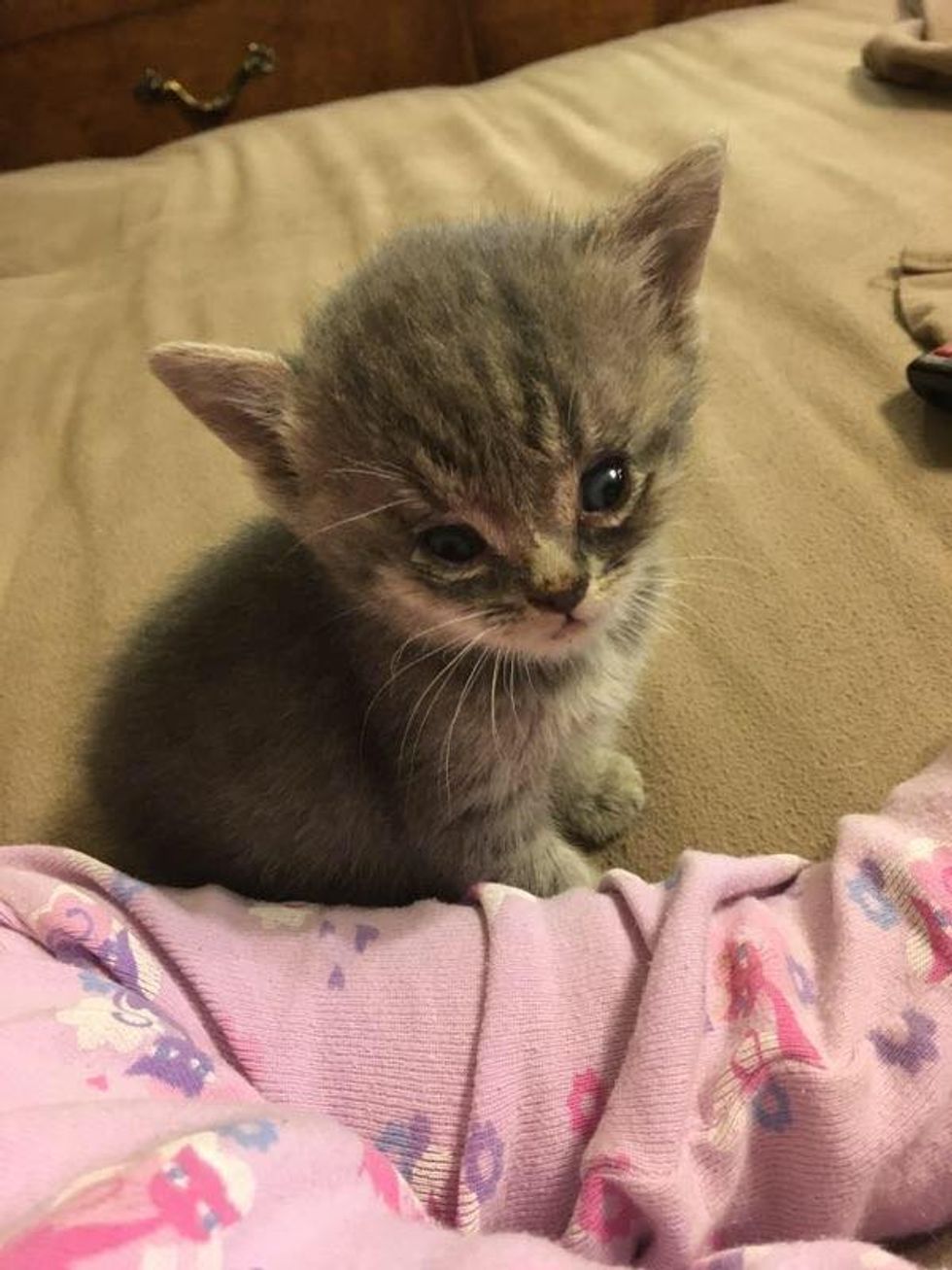 Special Kitten Given a Second Chance Can't Stop Cuddling - Love Meow