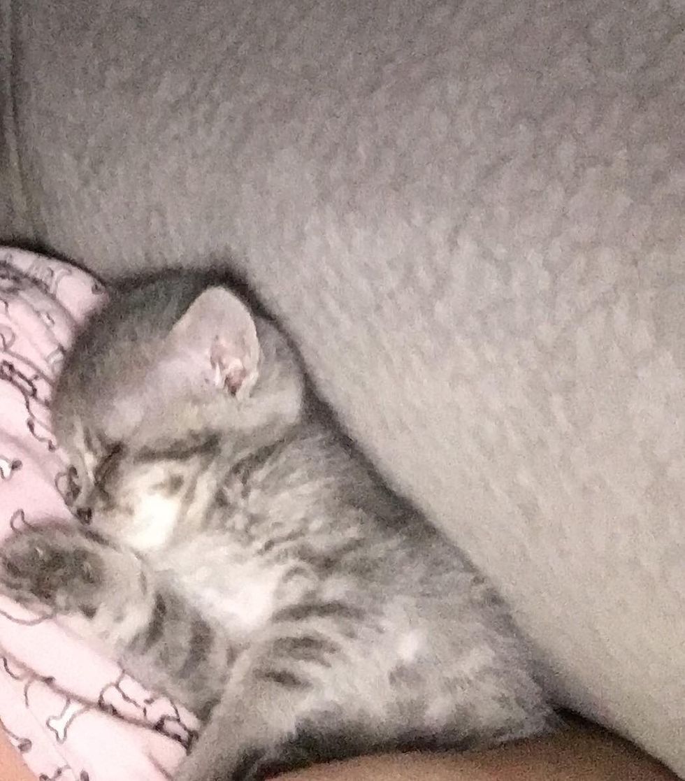 Special Kitten Given a Second Chance Can't Stop Cuddling - Love Meow