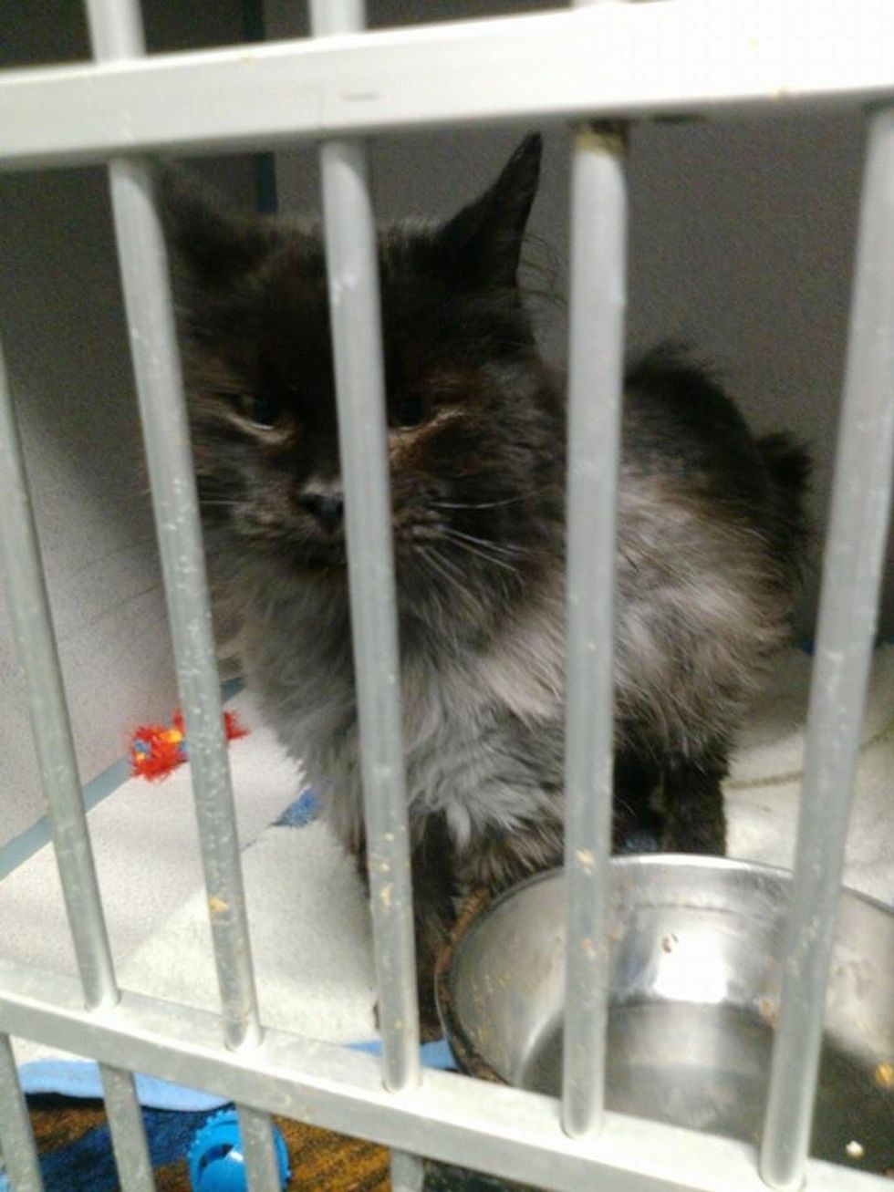 Cat Rescued from Terrible Condition Surprises Rescuers With His ...