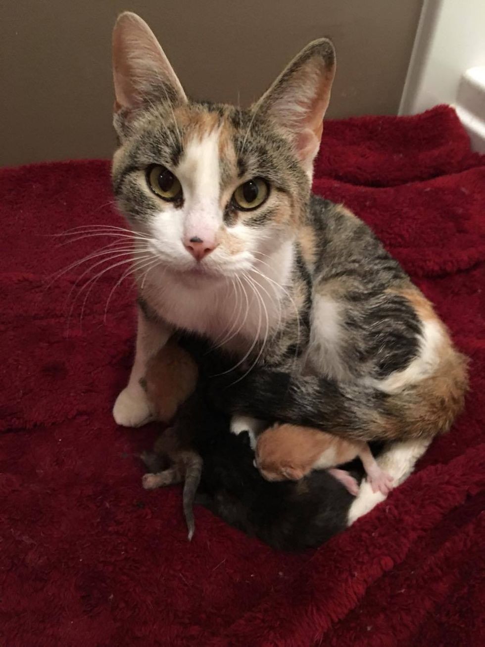 Cat Rescued After She Lost Her Home, Found Hope Through Her Babies ...