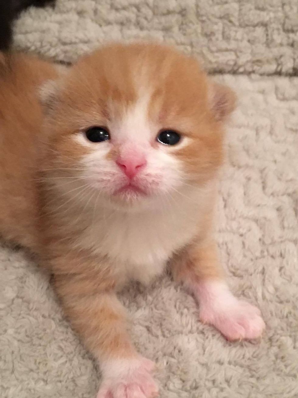 Cat Rescued After She Lost Her Home, Found Hope Through Her Babies ...