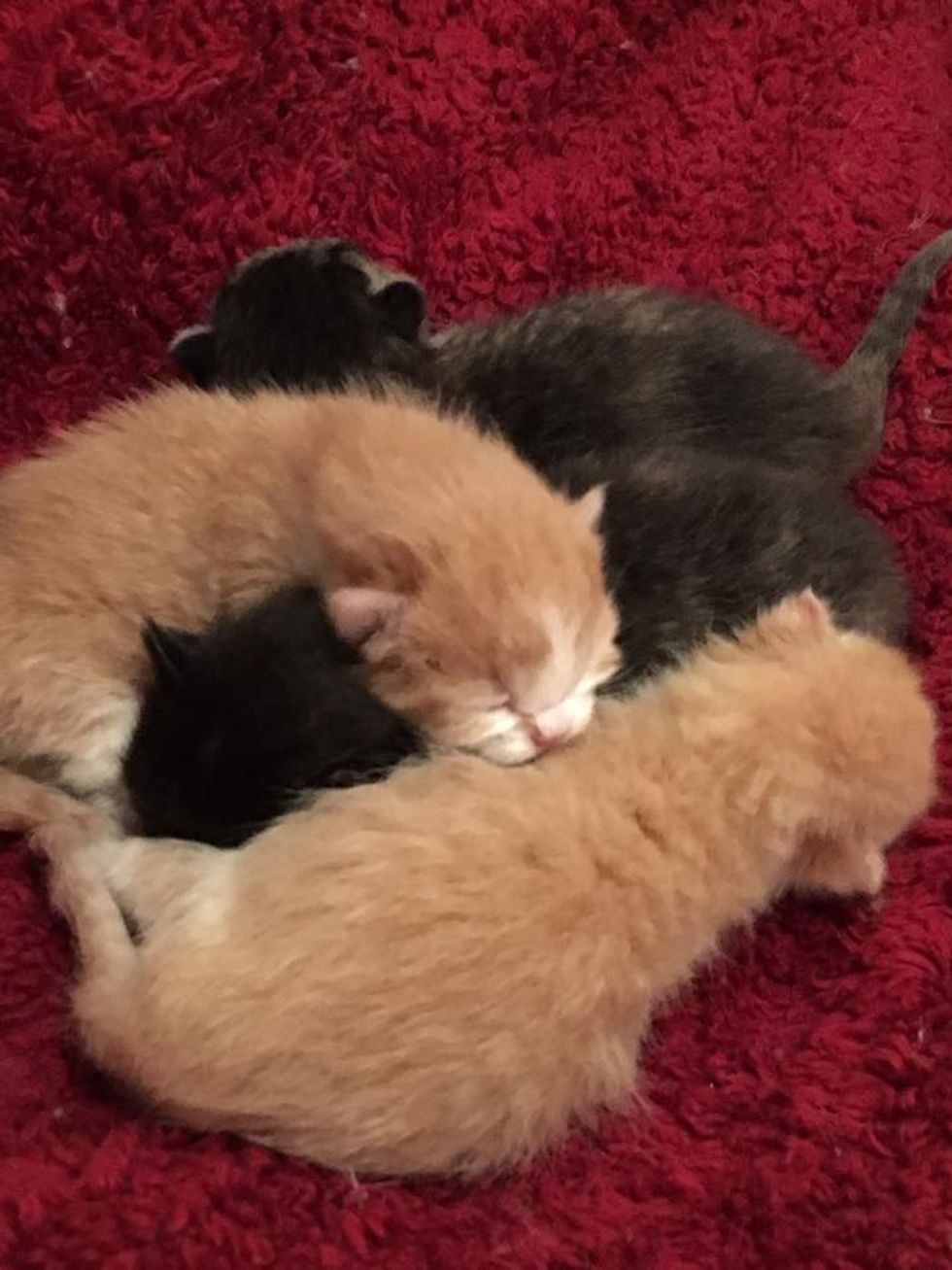 Cat Rescued After She Lost Her Home, Found Hope Through Her Babies ...
