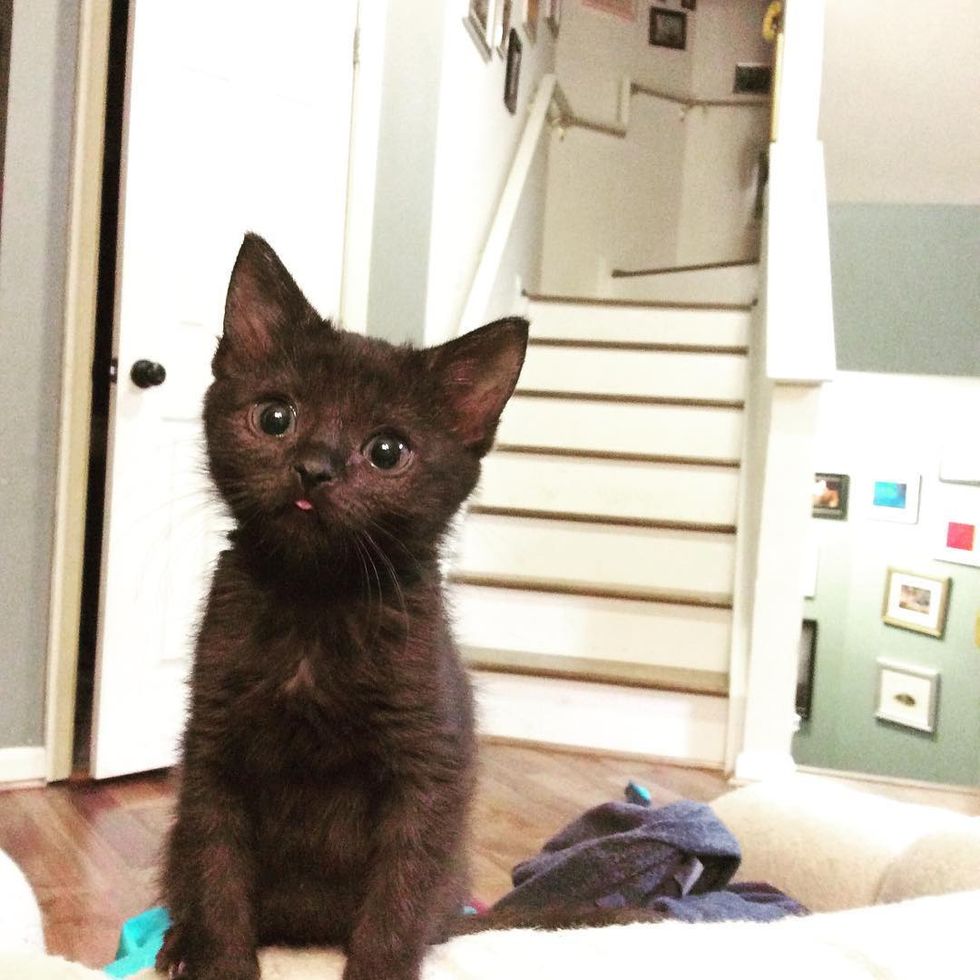 Woman Took a Chance on Micro Kitten Who Was Size of a Thumb, Now Months ...