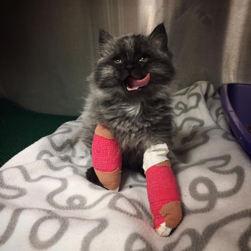 Cat Born with Crooked Front Legs Gets a Chance to Walk For the First ...