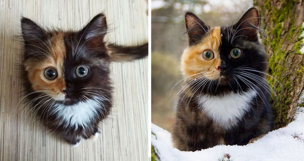 Tortie Cat Rocks Her Purrfect Two-Toned Face in These Beautiful ...