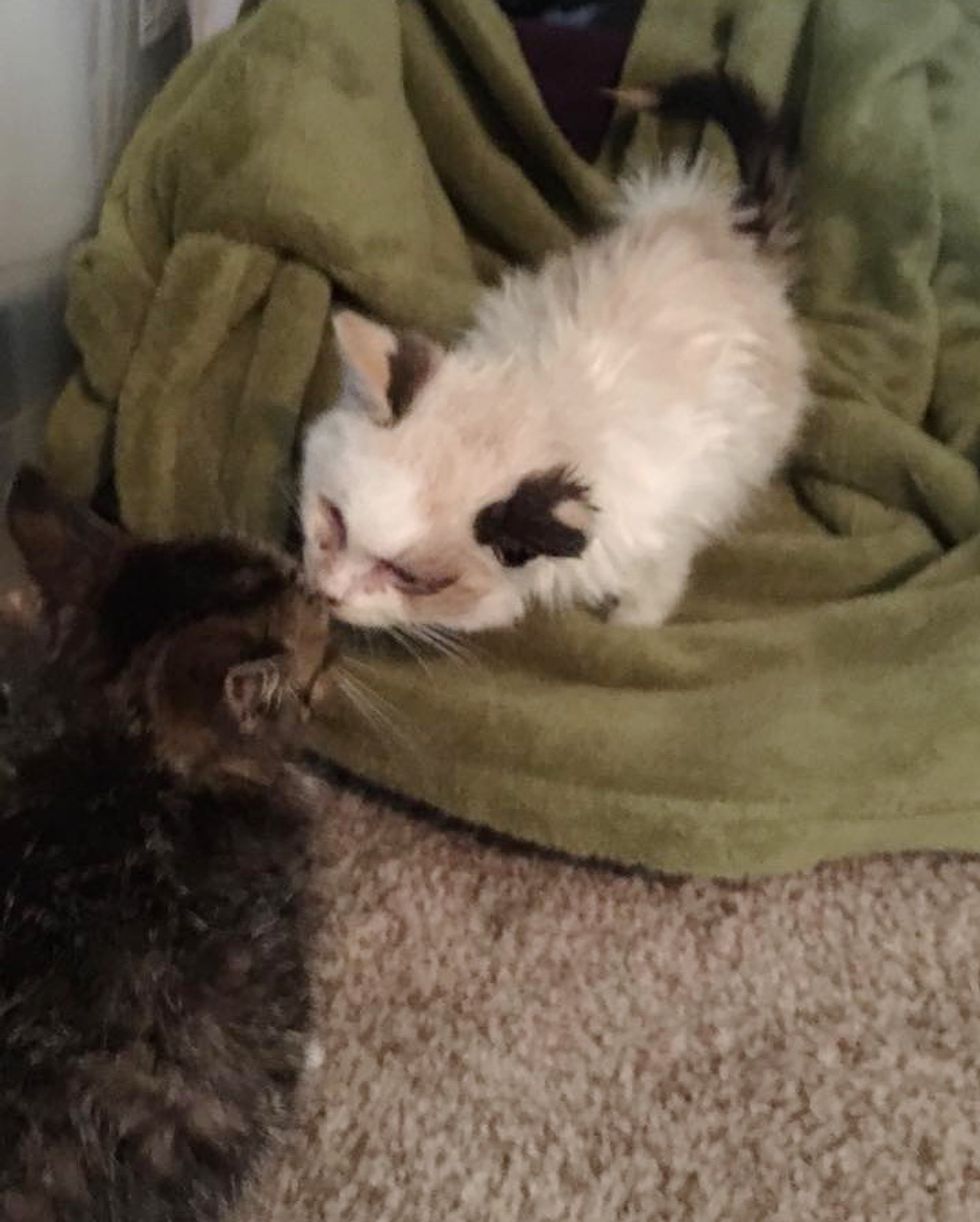 2 Rescue Kittens Bond at Shelter and Give Each Other Strength to Hang ...
