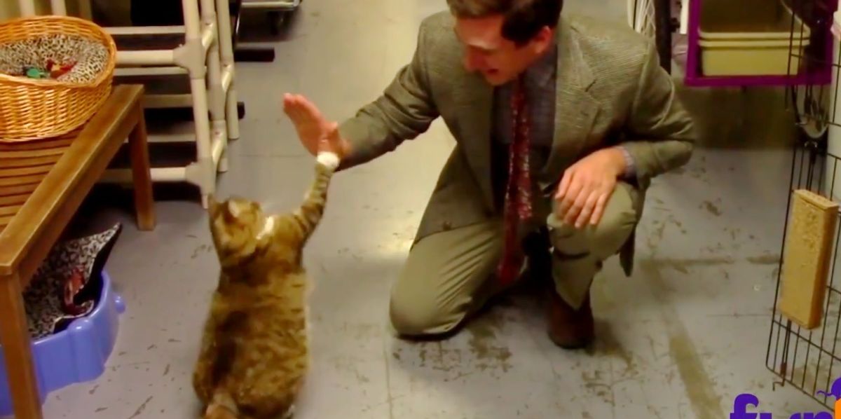 Guy Comes Up with Brilliant Idea to Help 500 Shelter Cats Find Homes ...