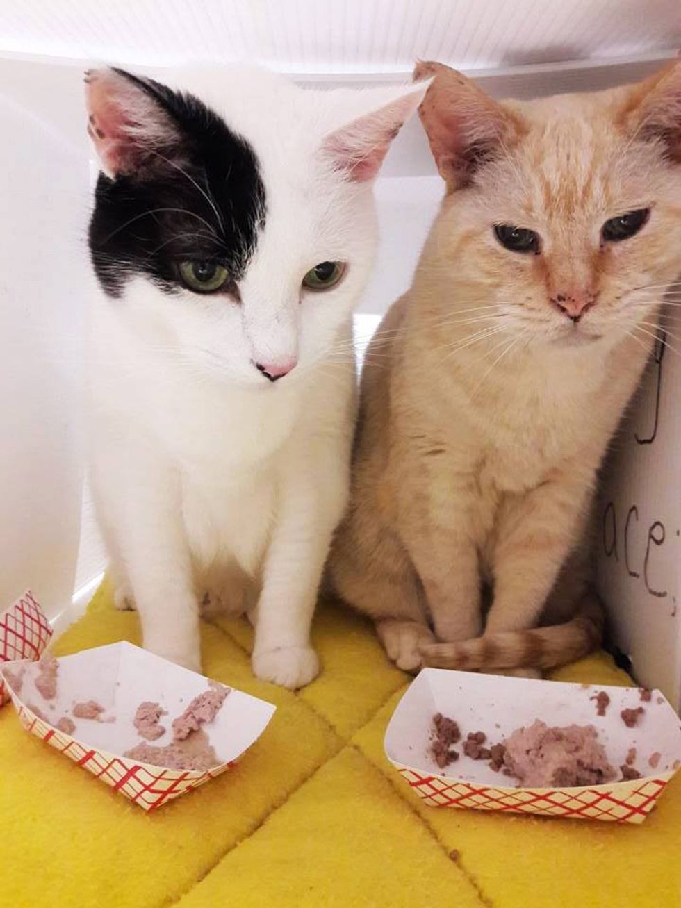 Guy Comes Up with Brilliant Idea to Help 500 Shelter Cats Find Homes ...