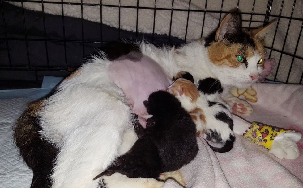 Kitten Who Was Pronounced Dead at Birth Makes Miraculous Comeback ...