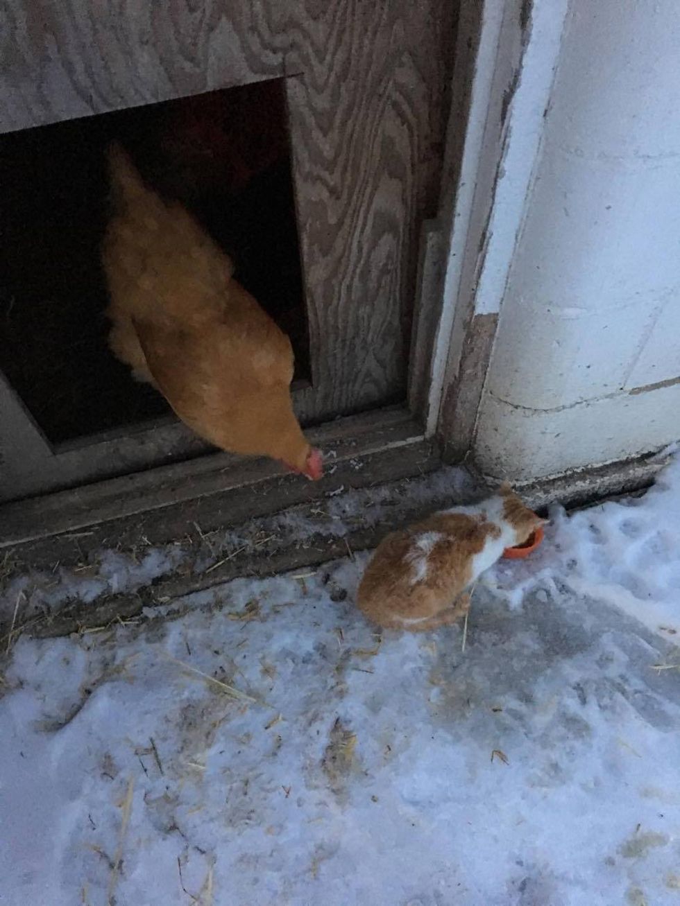 Family Finds Stray Kitten Cuddling Up to Unlikely Friend in Chicken ...