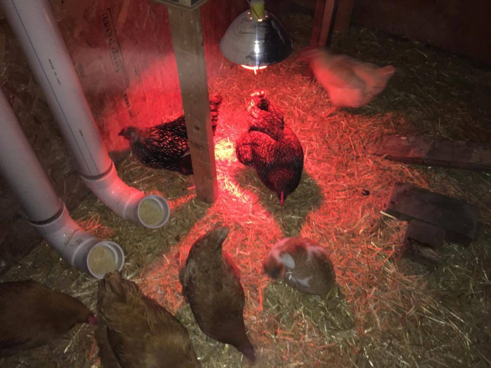 Family Finds Stray Kitten Cuddling Up to Unlikely Friend in Chicken ...