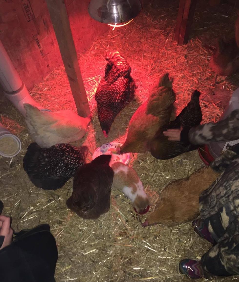 Family Finds Stray Kitten Cuddling Up to Unlikely Friend in Chicken ...