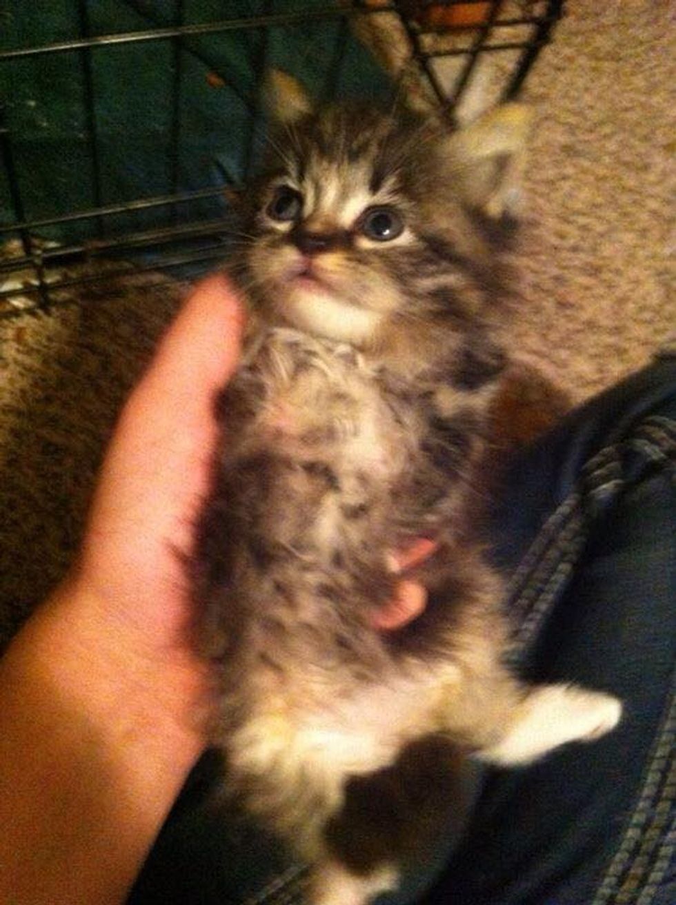 Cat Born with Two Legs Goes from Lying on Her Back to Running on Two ...