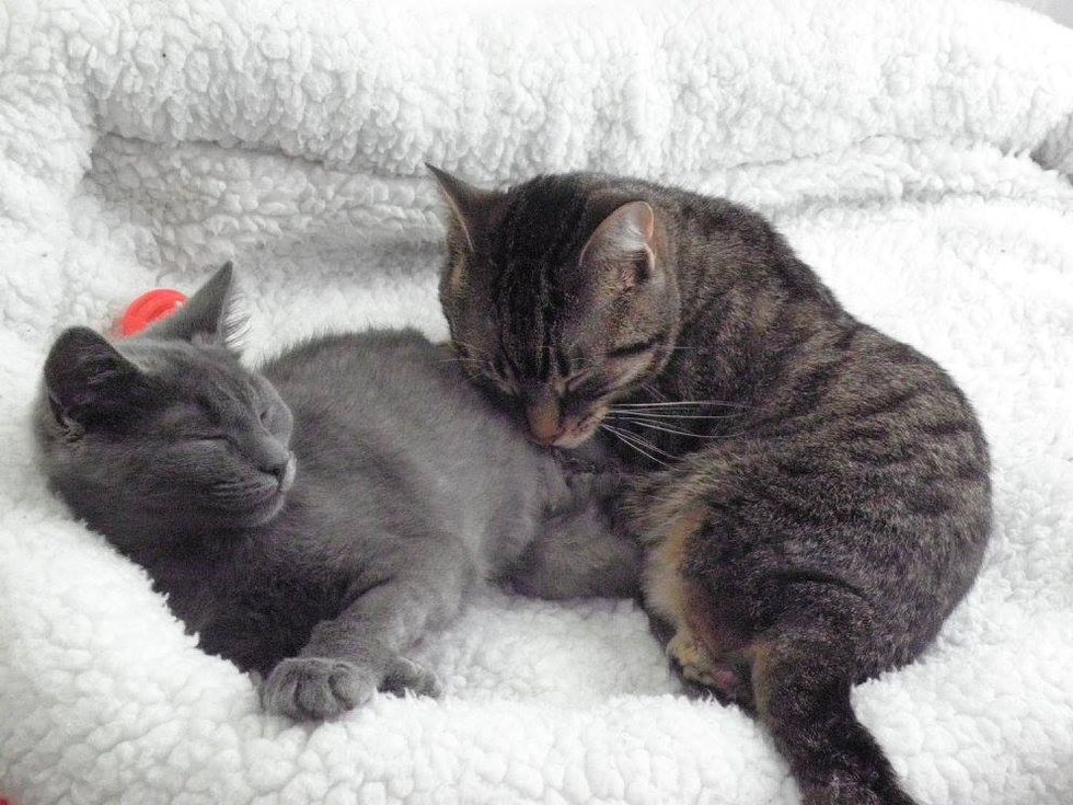 Wonder Cat Without Rear Legs Doesn't Let Anything Slow Him Down - Love Meow