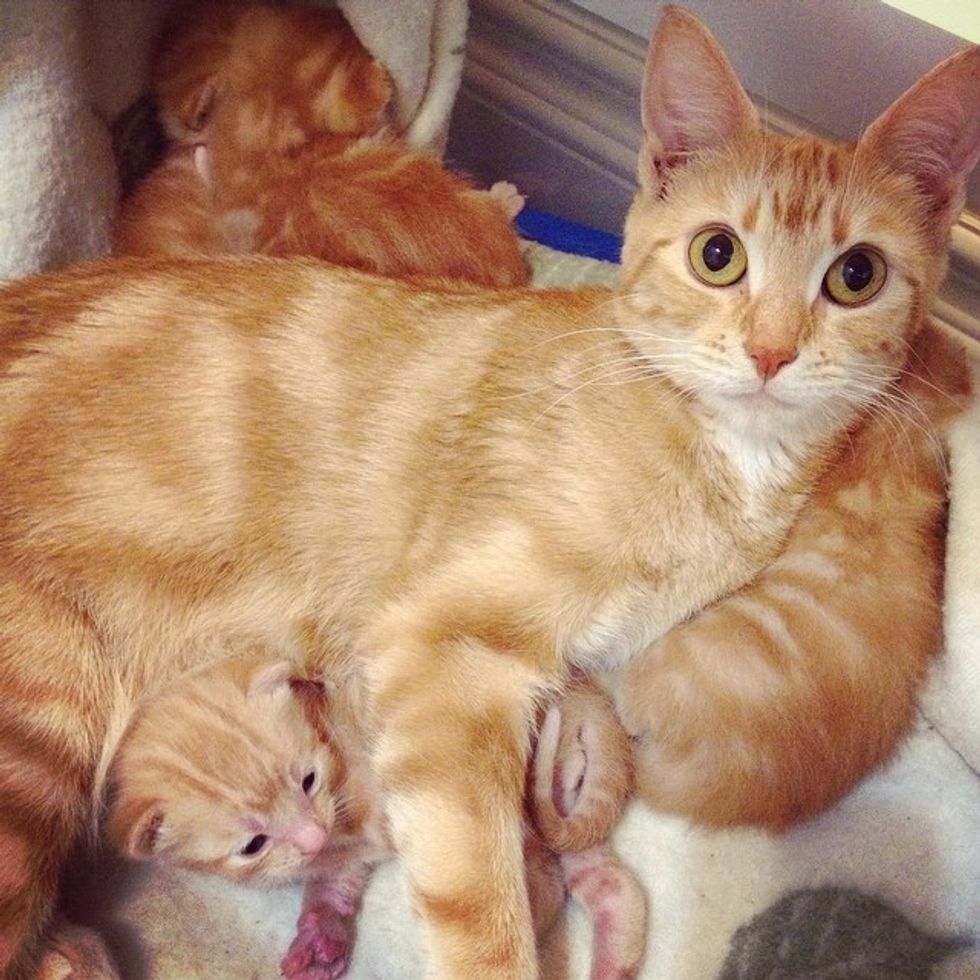 They Saved Sweet Ginger Cat, 10 Days Later She Brought Them Four Little ...