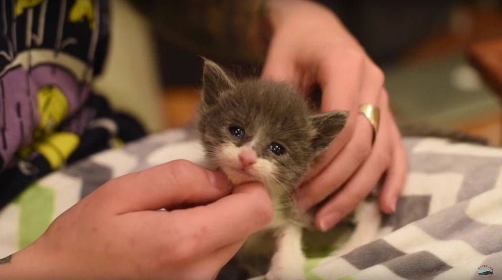 Woman Saves Tiniest Kitten Whose Mom Couldn't Care for Her, 7 Days ...